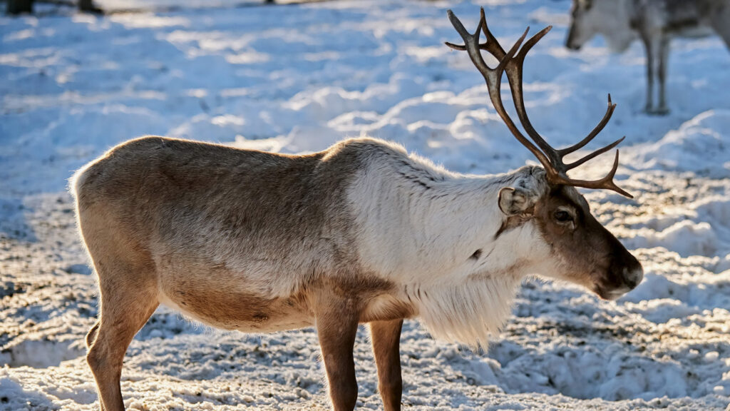 Samiska språken hotade - forskning.se