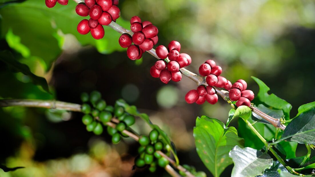 Forskning om kaffe - forskning.se