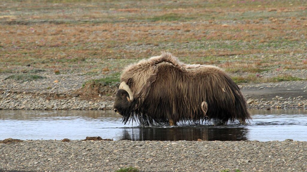 Så lyckades myskoxen överleva till våra dagar - forskning.se