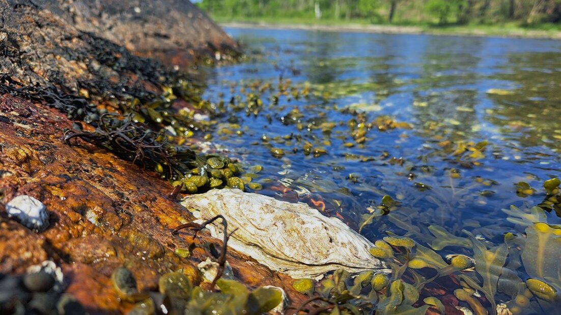 Invasiva ostron har tagit över i Bohuslän - forskning.se