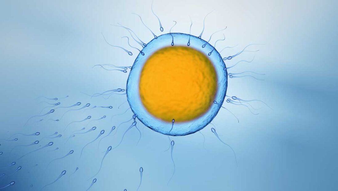 Proteinet bakom interaktionen ägg och spermie - forskning.se