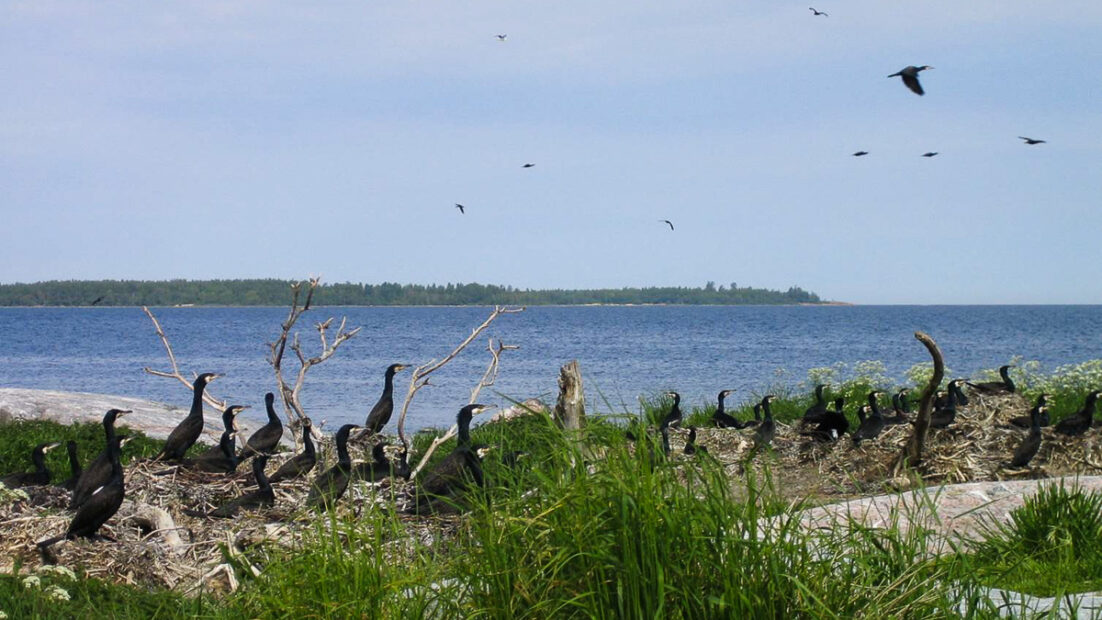 Skarvar påverkar både fisk och fiske - forskning.se