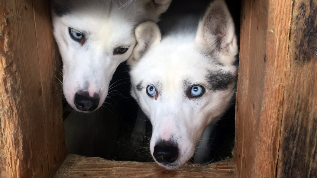 Forskning om hundar - forskning.se