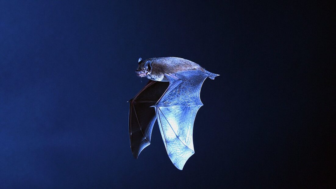 Pytteliten fladdermus får kraft av snabb flygtur - forskning.se