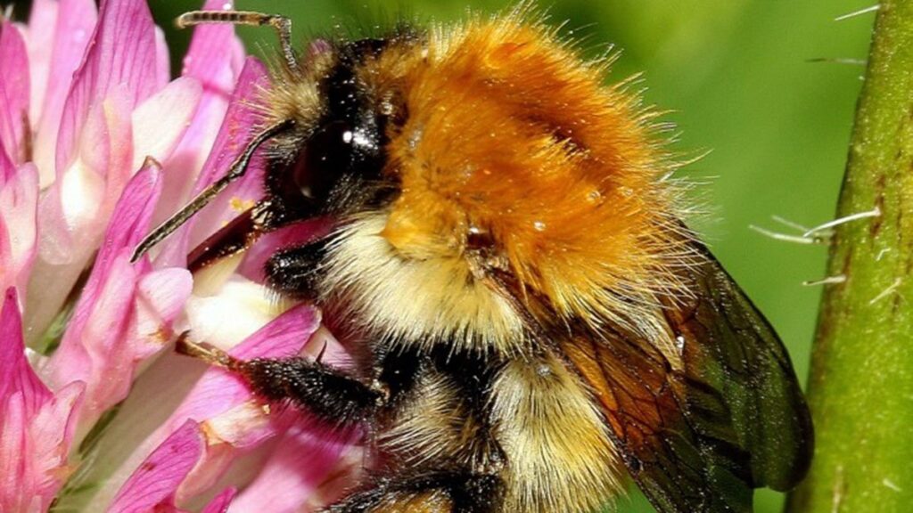 Så kan betesmarker återställas för att gynna växter och insekter ...
