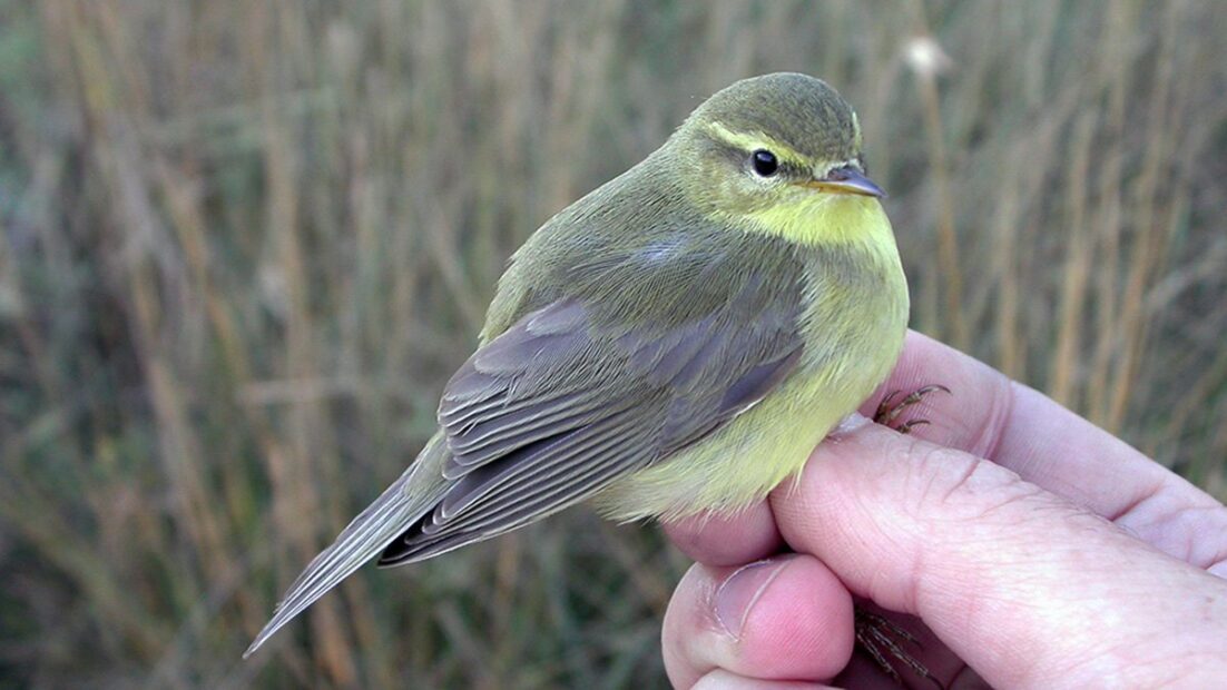 Dyster trend för Sveriges vanligaste fågel - forskning.se