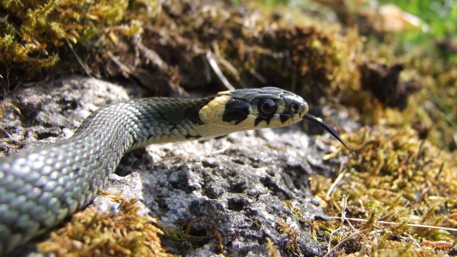 Snokarna har blivit större - men klarar vintern sämre - forskning.se