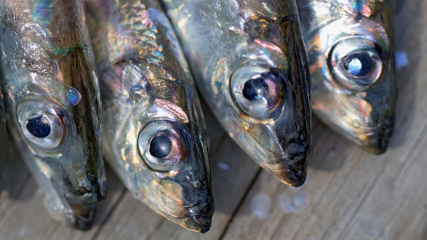 Hopp för strömming på borden, trots gifterna - forskning.se