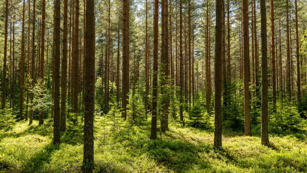 Växande trend för den svenska skogen - forskning.se