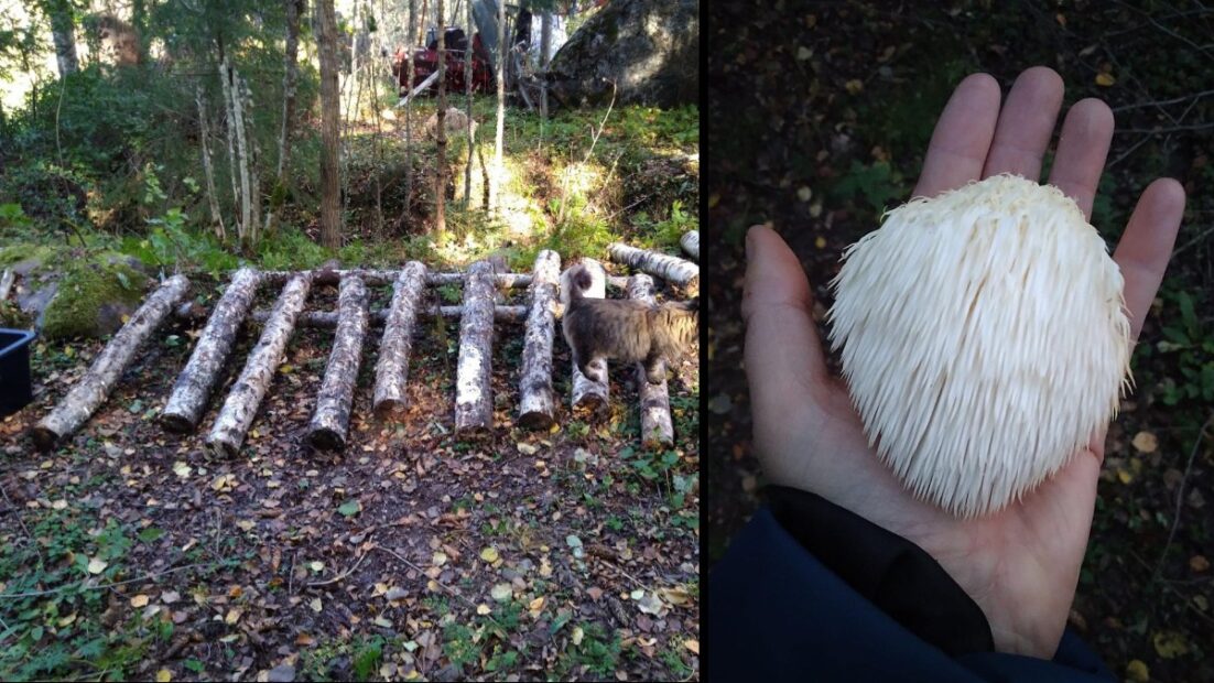 Odla svamp hemma – de här svamparna är lättast - forskning.se