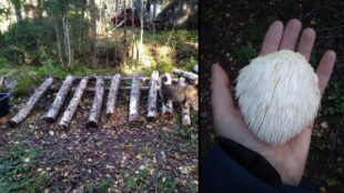 Odla svamp hemma – de här svamparna är lättast - forskning.se