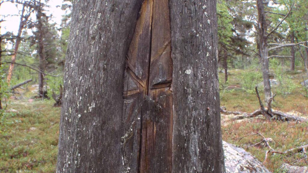 Symboler på träd vittnar om samiska ritualer - forskning.se