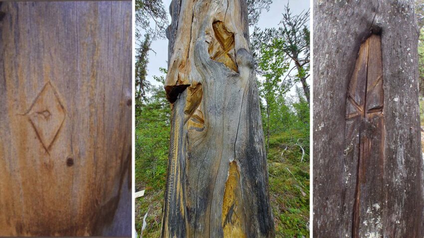 Symboler på träd vittnar om samiska ritualer - forskning.se