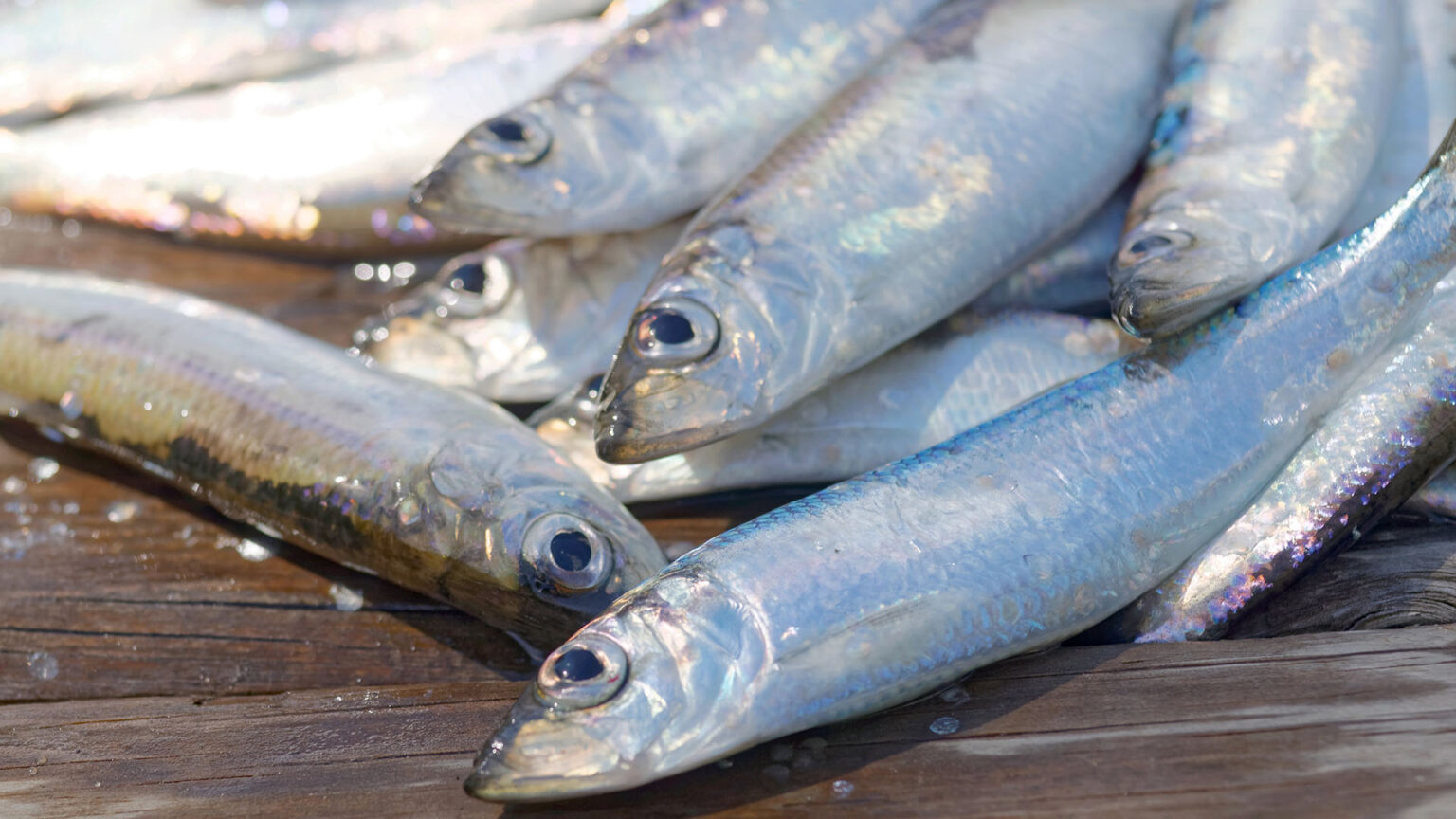 Funktionsnedsatt på 1800-talet – inte bara en eländig historia ...