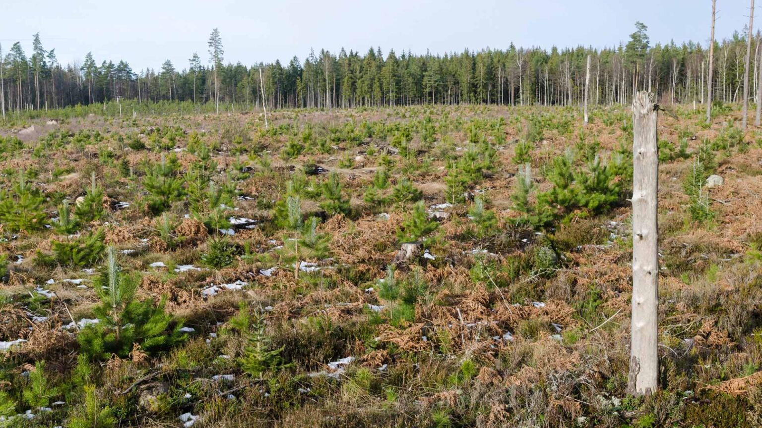 Vildare skogar är bra för både planeten och människor - forskning.se