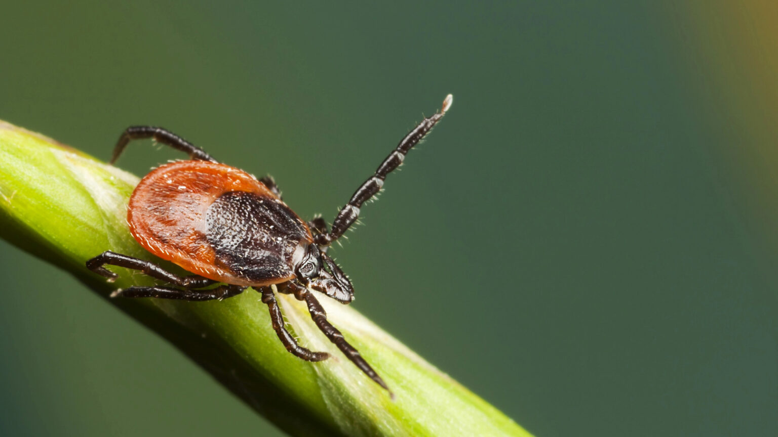 Nya blodförtunnande medel minskar risken för blödning - forskning.se