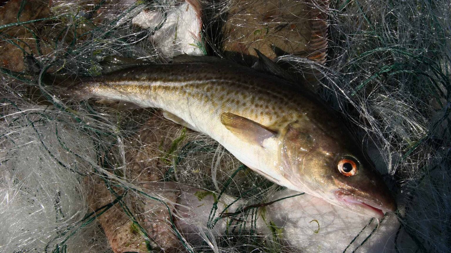 Sänk ditt blodtryck − det här kan du göra själv - forskning.se